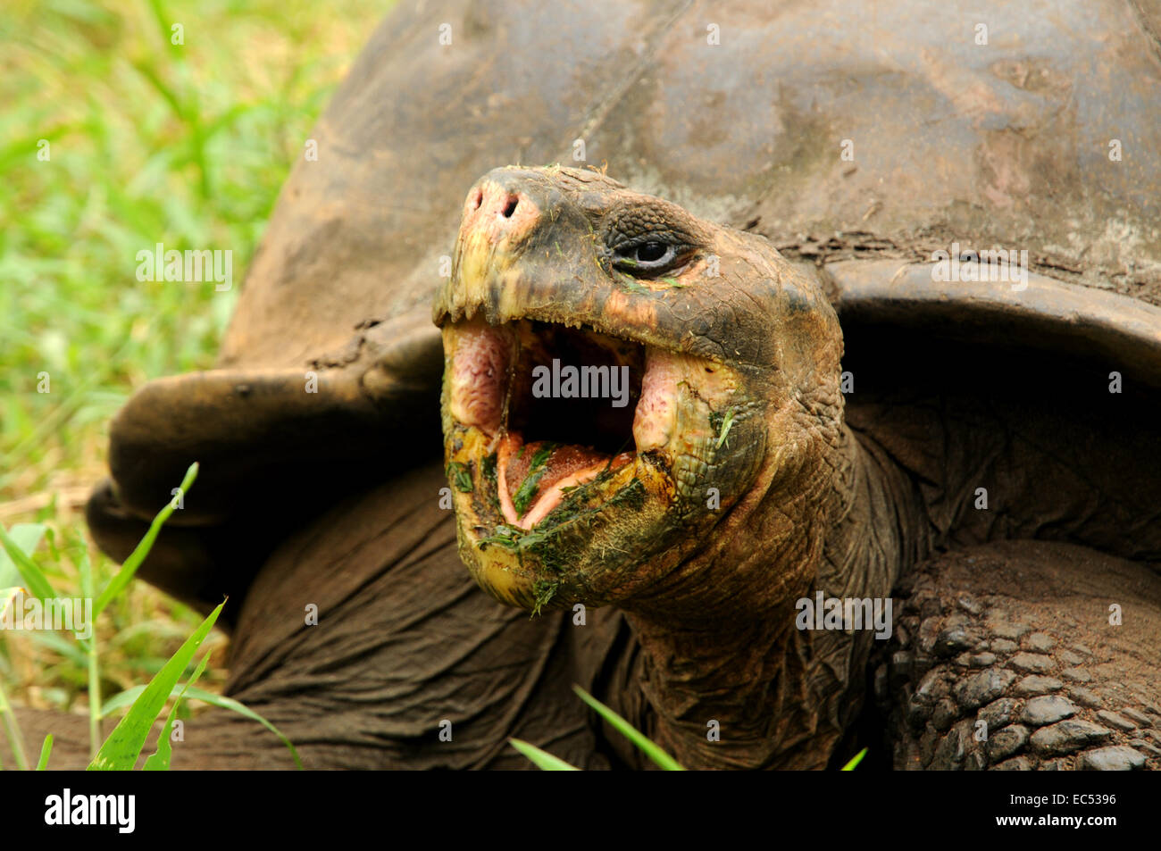 hungry giant tortoise Stock Photo - Alamy