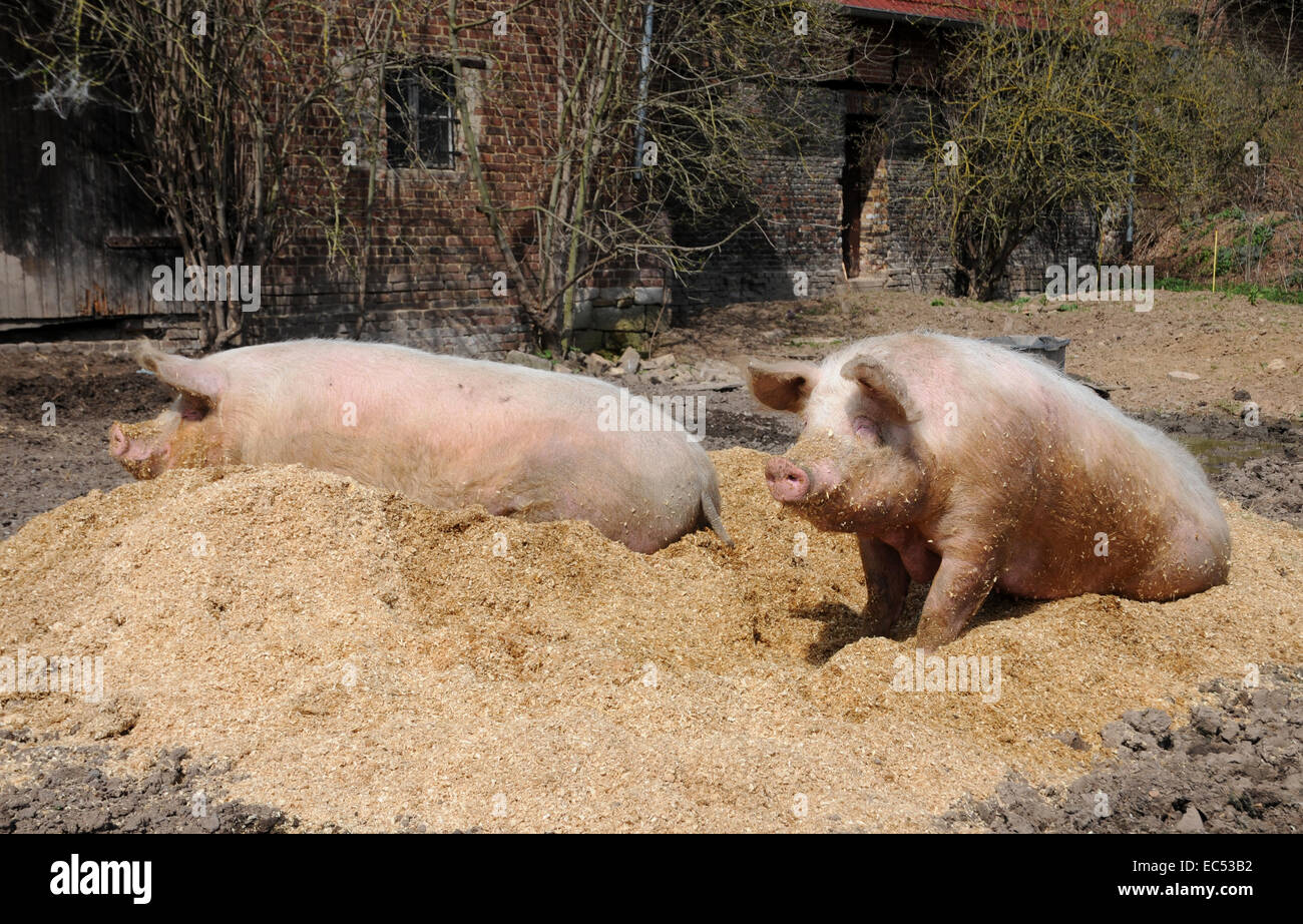 Stray pigs hi-res stock photography and images - Alamy