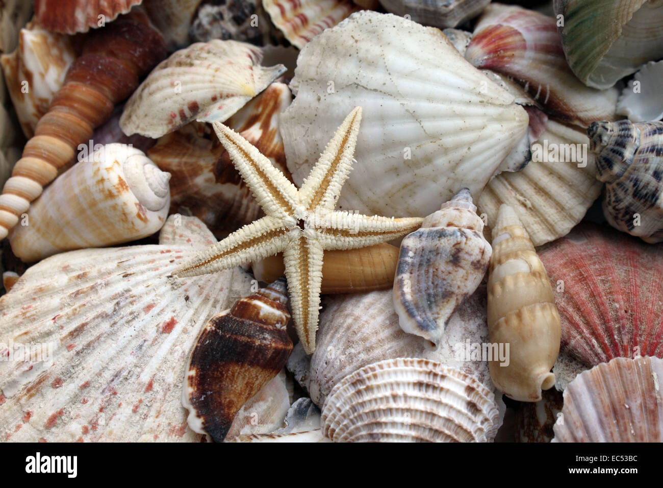 shells with starfish Stock Photo - Alamy