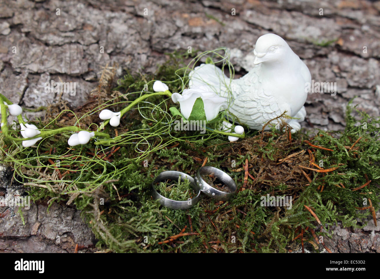 White dove with wedding rings Stock Photo - Alamy