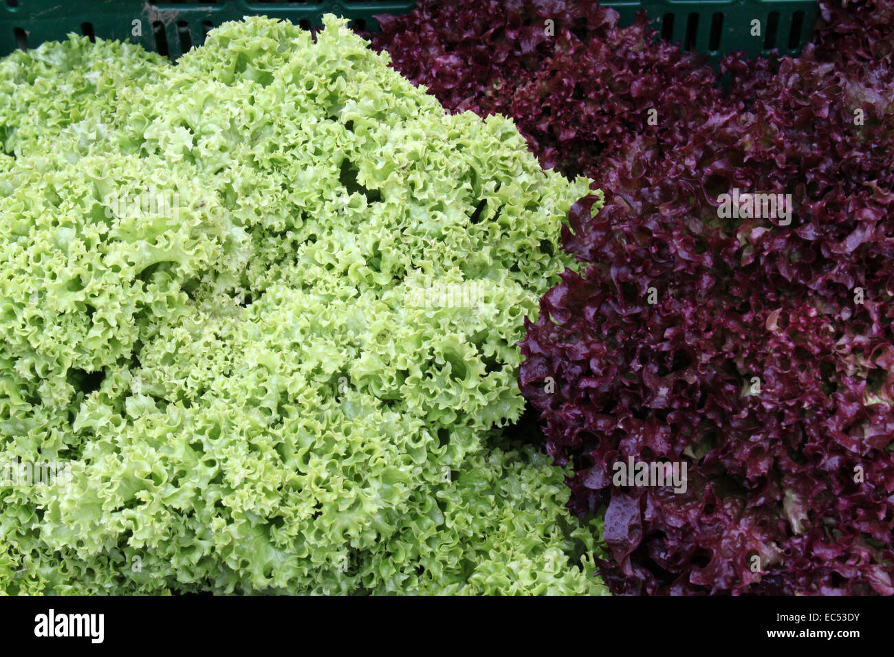 Lollo Rosso and Lollo Biondo Stock Photo - Alamy