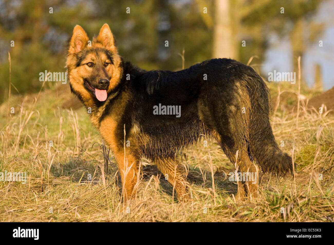 A shepherd dog when observing at the edge of forest on a field Stock ...