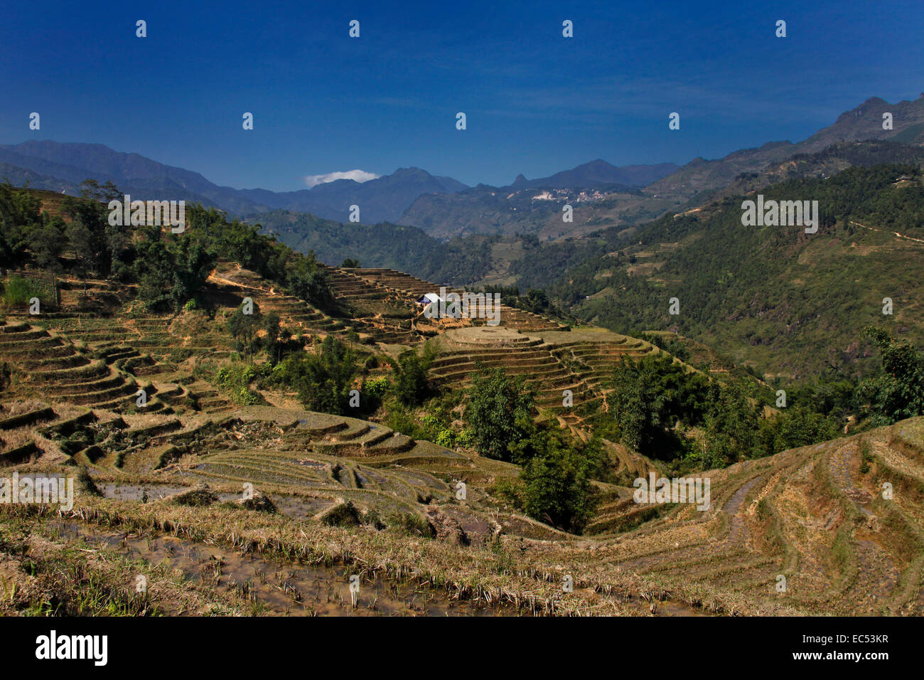Rice terraces, Sapa, Hanoi, North Vietnam, Southeast Asia Stock Photo ...
