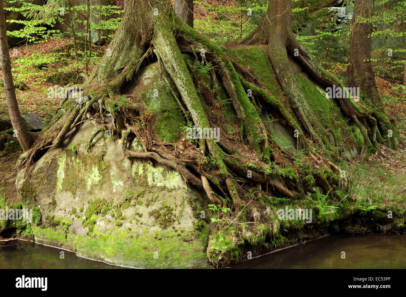 Saxon roots hi-res stock photography and images - Alamy