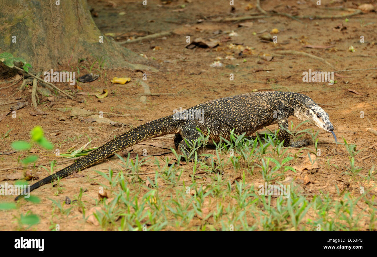 Monitor lizard philippines hi-res stock photography and images - Alamy
