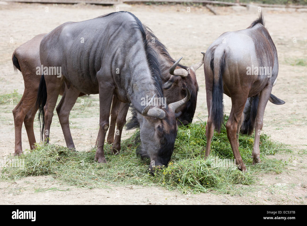 Two white tailed antelope hi-res stock photography and images - Alamy