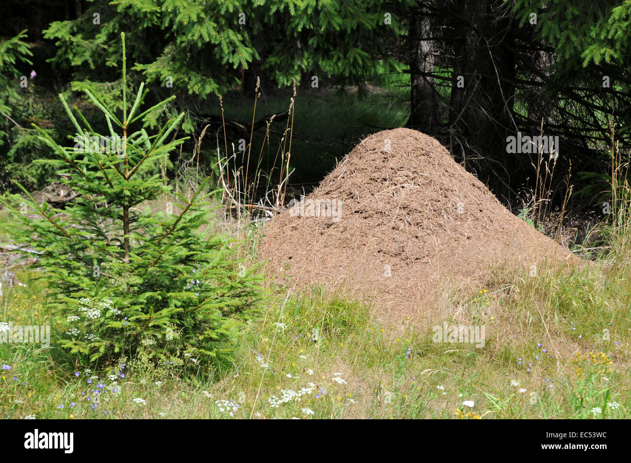Anthill anthill hi-res stock photography and images - Alamy