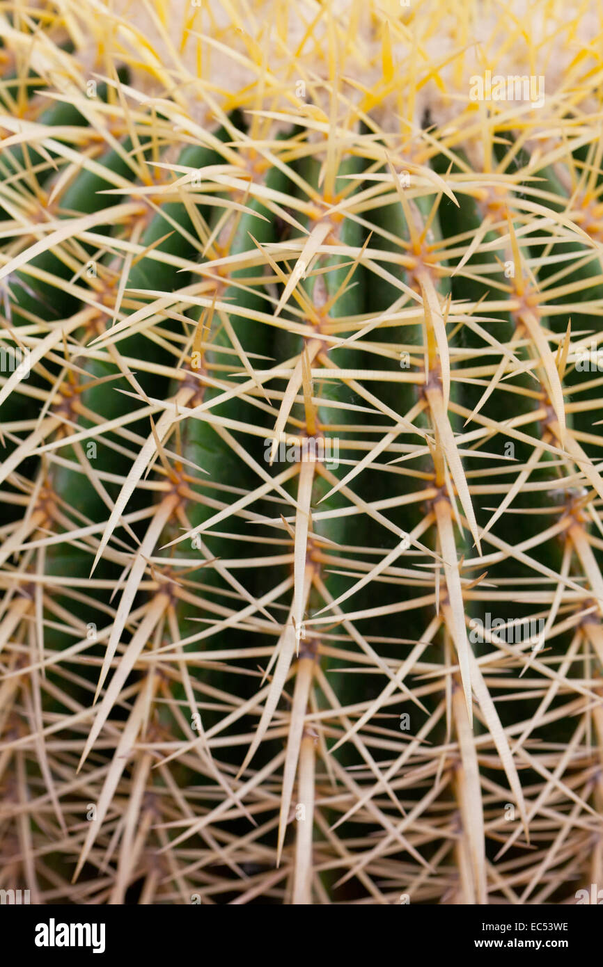 Closeup green cactus with needles pattern for background Stock Photo ...