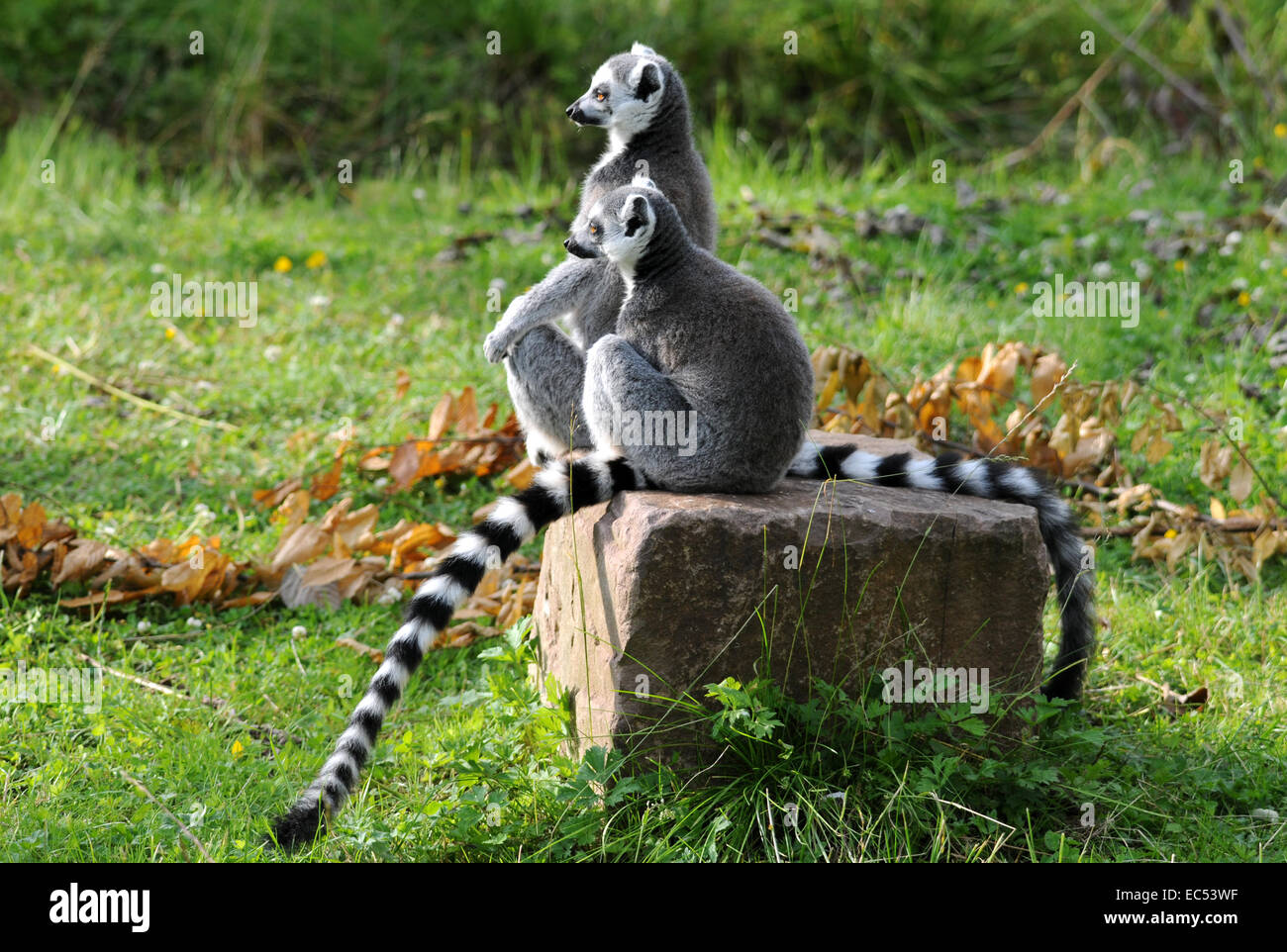 Ring tailed lemurs Stock Photo - Alamy