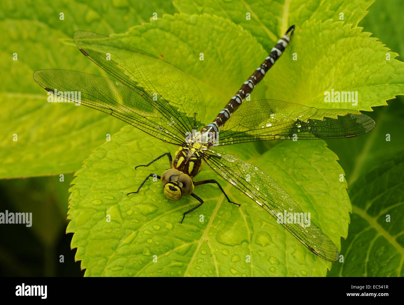 Great king dragonfly hi-res stock photography and images - Alamy
