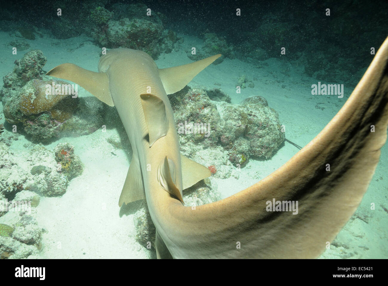 Nurse shark night dive hi-res stock photography and images - Alamy
