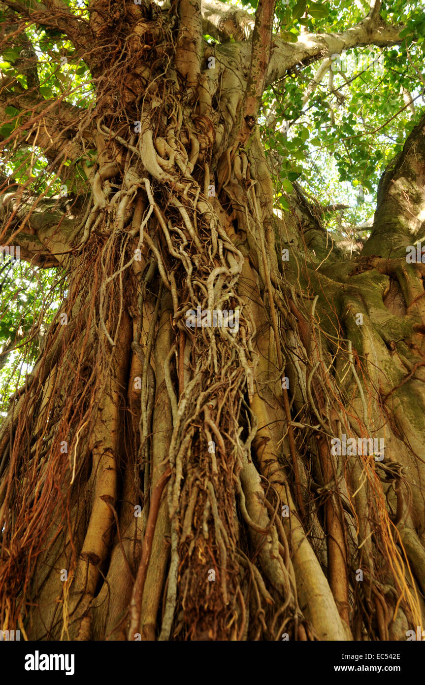 Epiphyte roots hi-res stock photography and images - Alamy