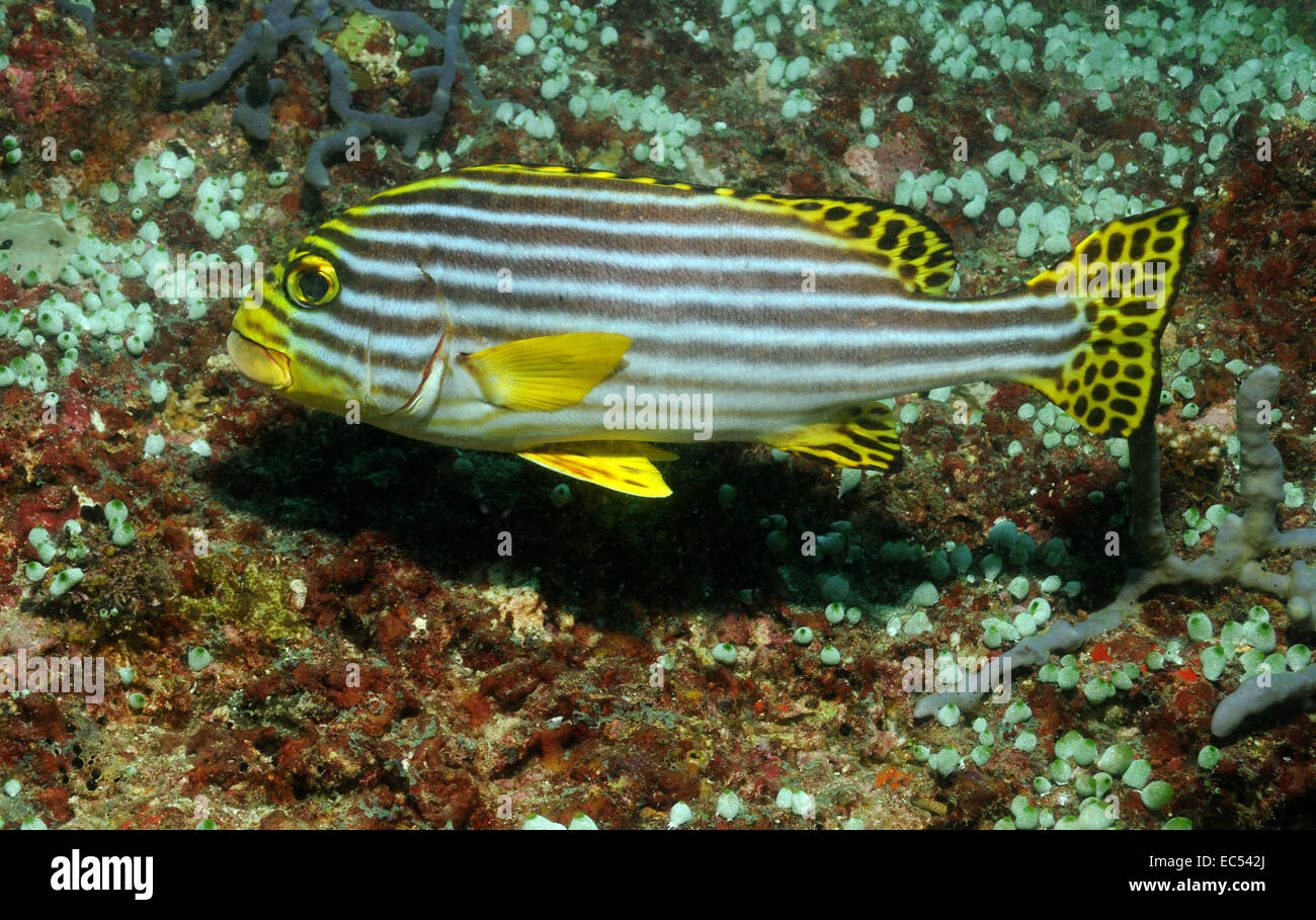Sweet Lips Fish Stock Photos & Sweet Lips Fish Stock Images - Alamy
