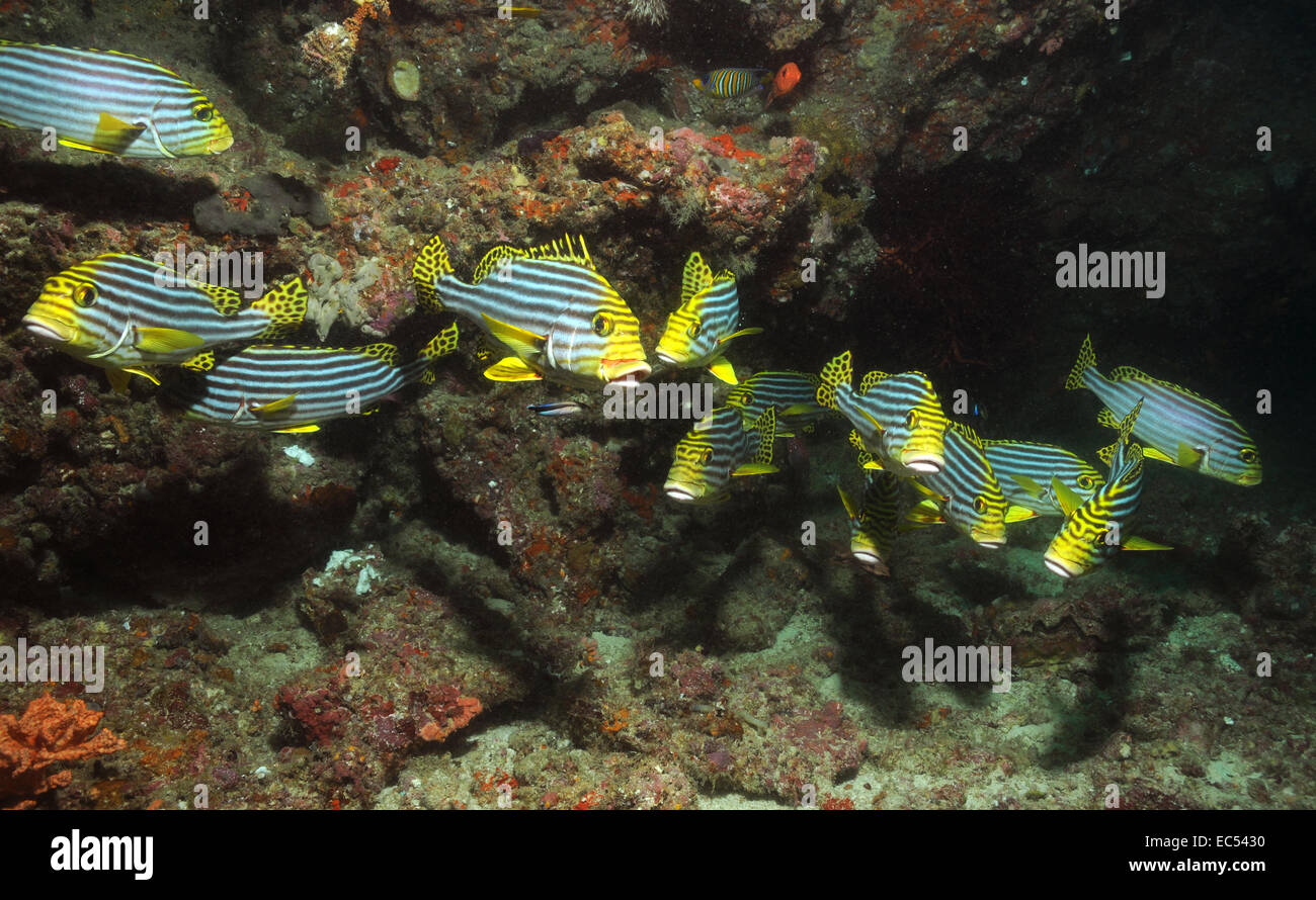 Sweet lip fish hi-res stock photography and images - Alamy