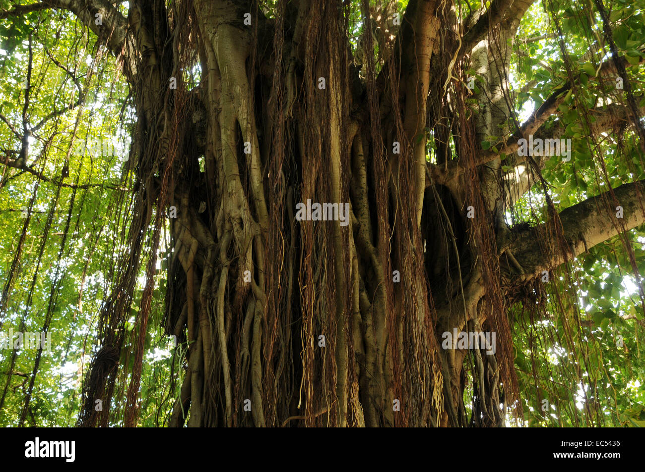 Air roots hi-res stock photography and images - Alamy