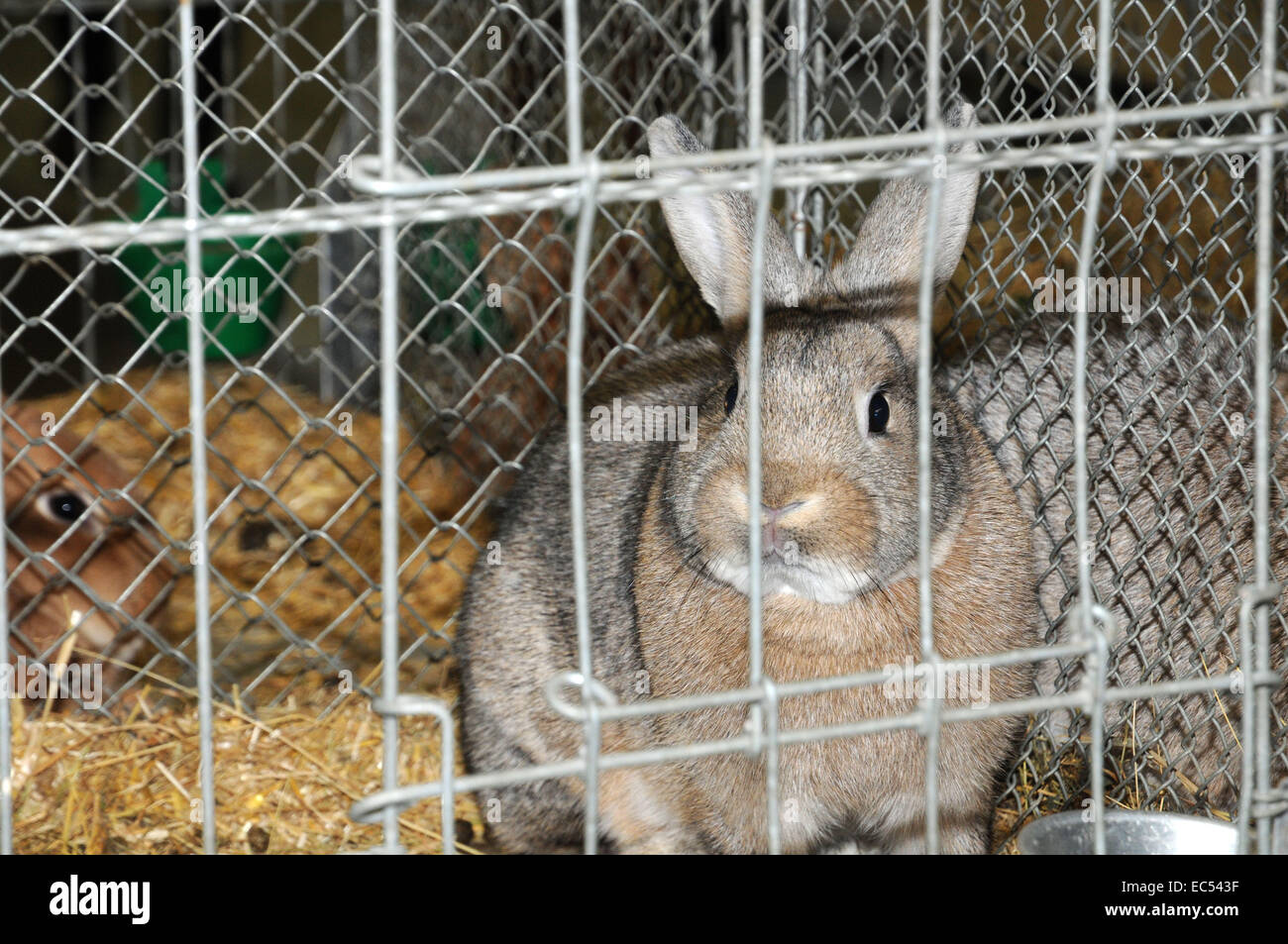 Rabbit breeders exhibition hi-res stock photography and images - Alamy