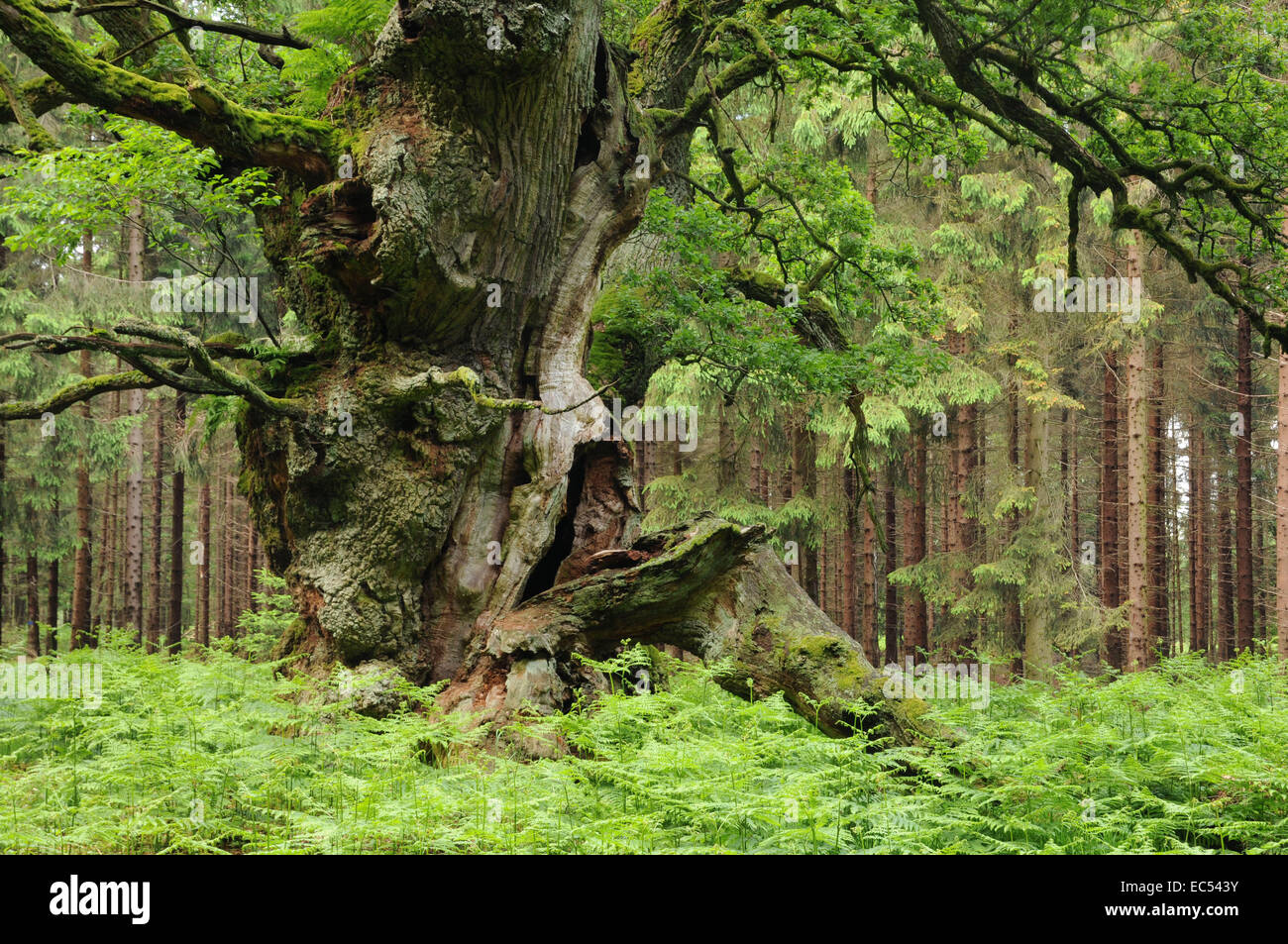 German oak hi-res stock photography and images - Alamy