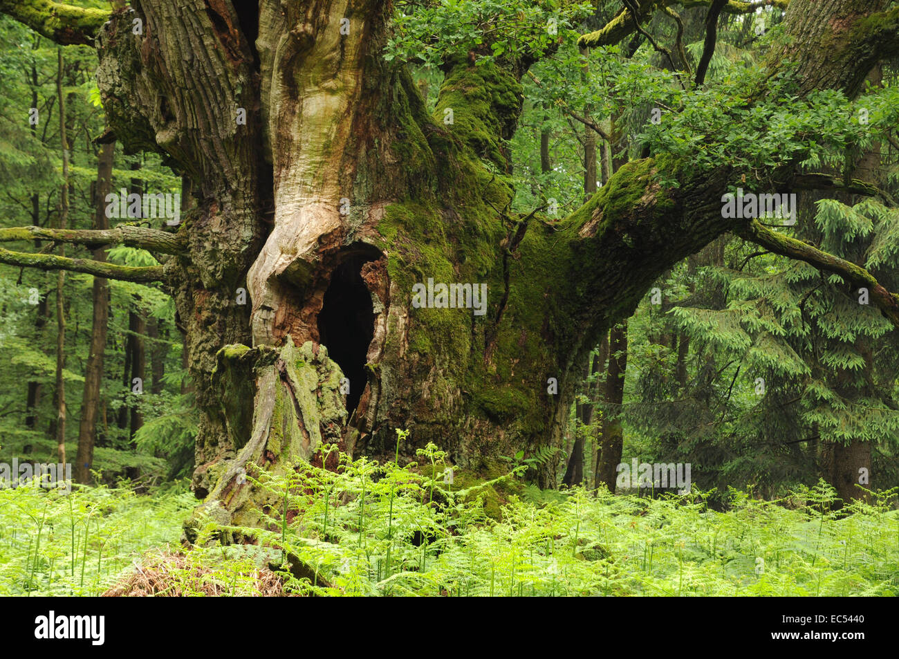 German oak hi-res stock photography and images - Alamy