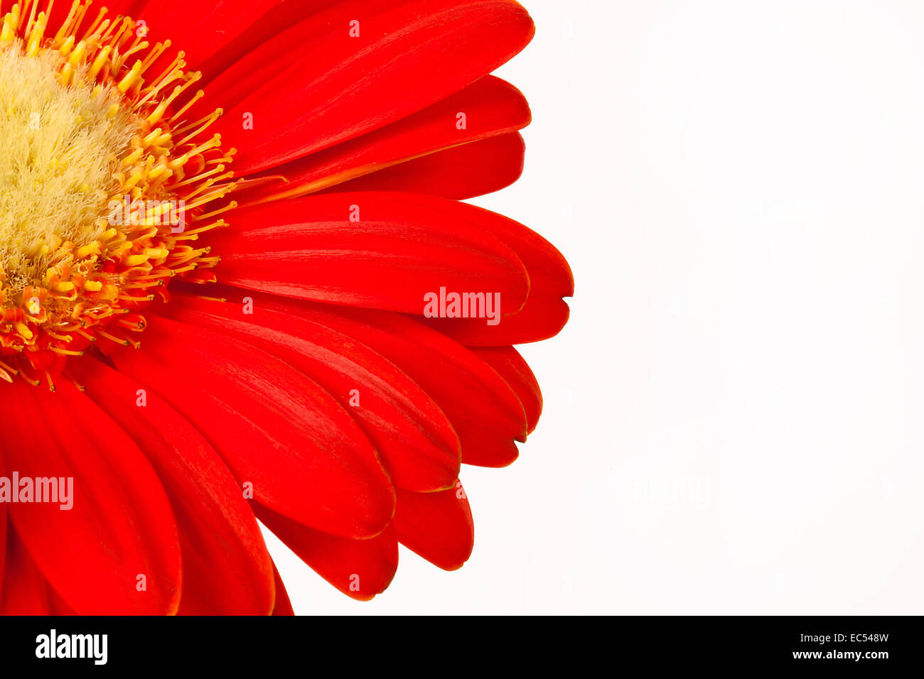 One red flower isolated on white background Close up Studio photography ...