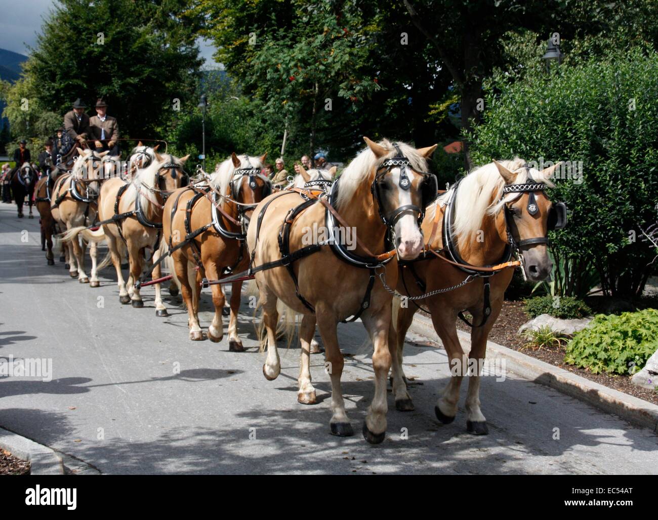 Horse drawn vehicles and animals hi-res stock photography and images ...