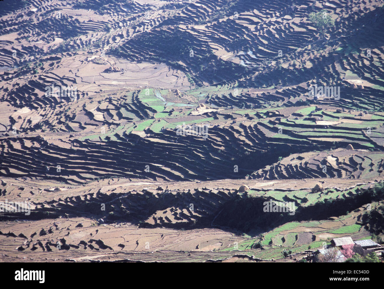Paddy fields near Naudanda, in western Nepal Stock Photo - Alamy
