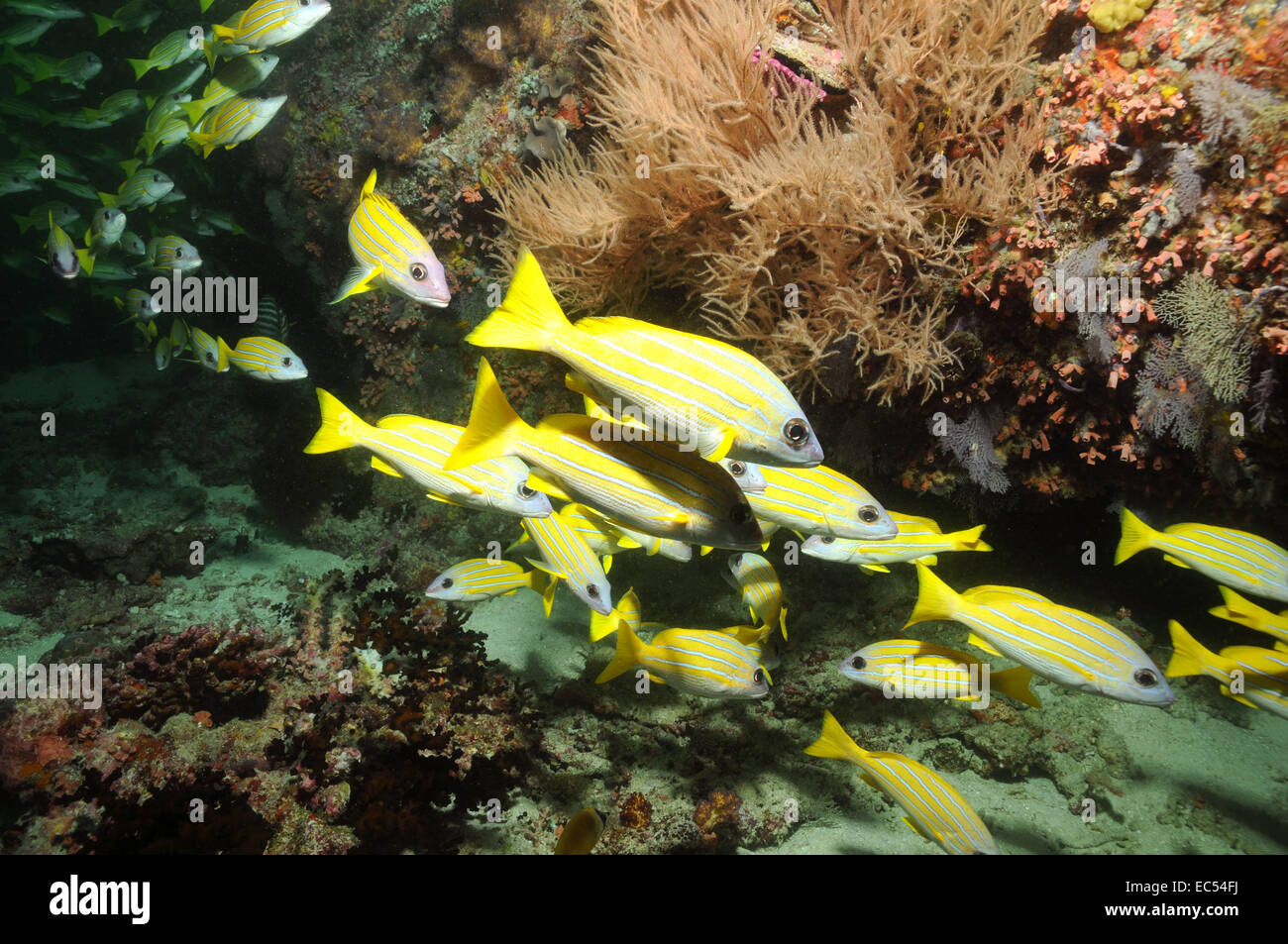 blue stripe snapper Stock Photo - Alamy
