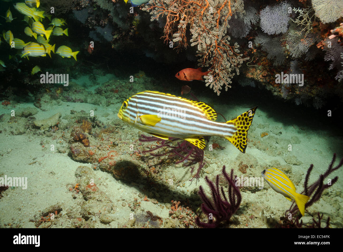 Sweet lip fish hi-res stock photography and images - Alamy