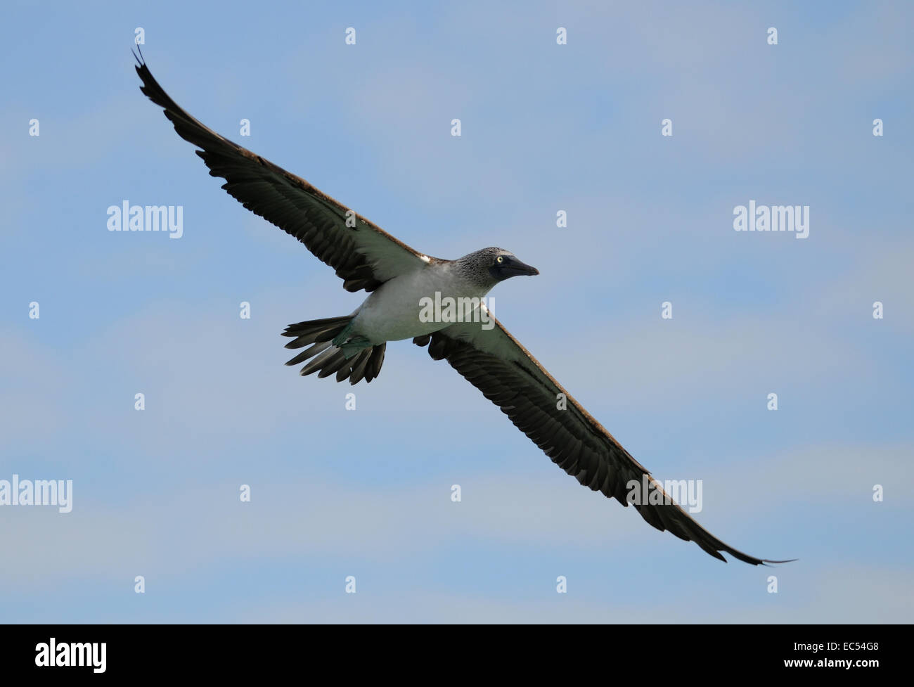 blue footed booby flies Stock Photo - Alamy