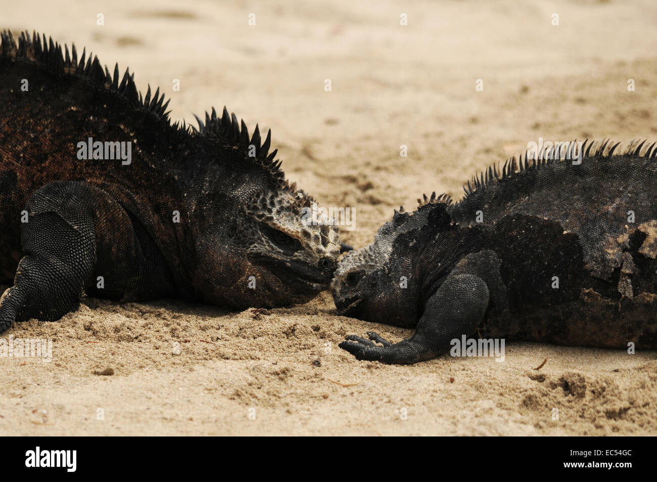 Marine iguanas fighting Stock Photo - Alamy
