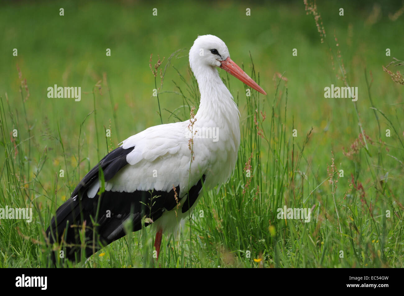 Stork in grass hi-res stock photography and images - Alamy