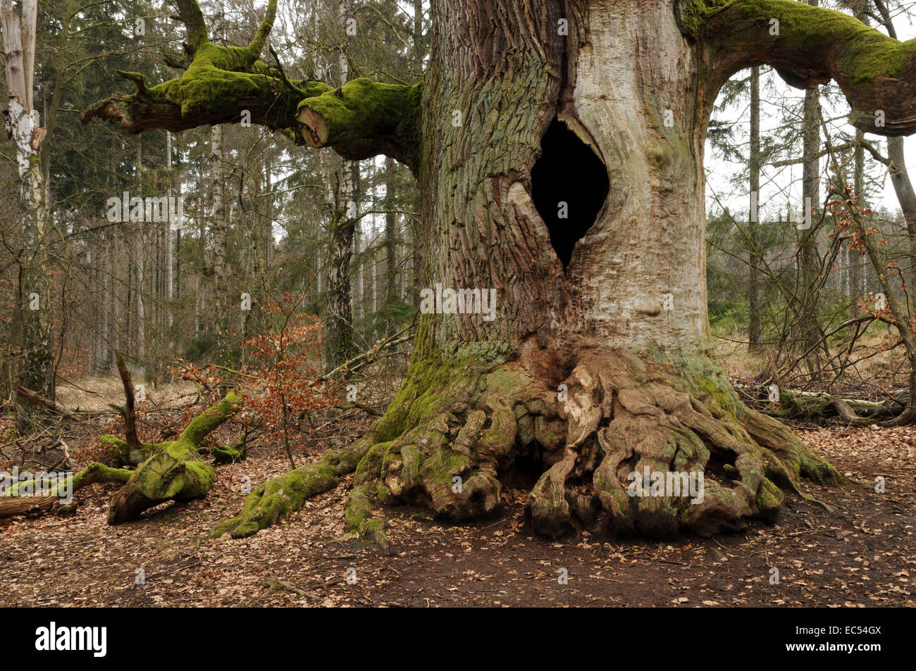 Wilting tree hi-res stock photography and images - Alamy