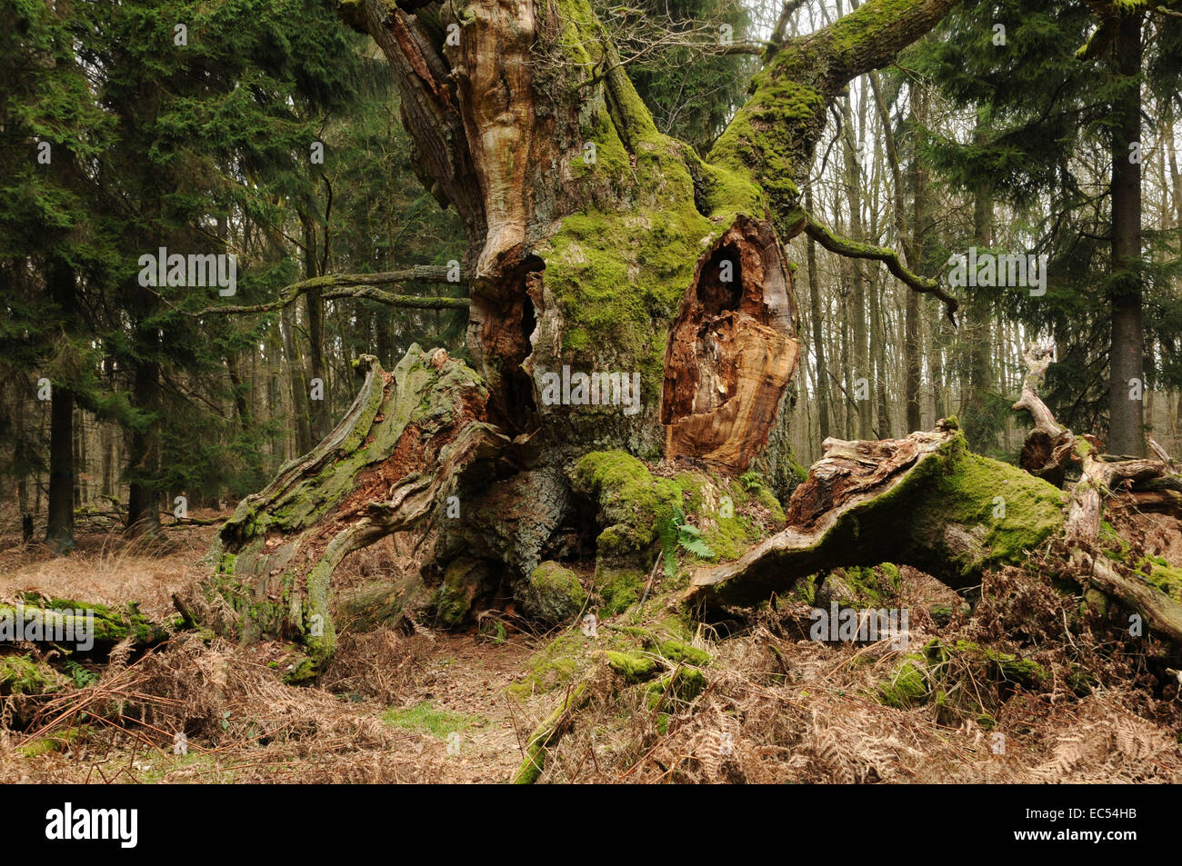 Wind break plants hi-res stock photography and images - Alamy
