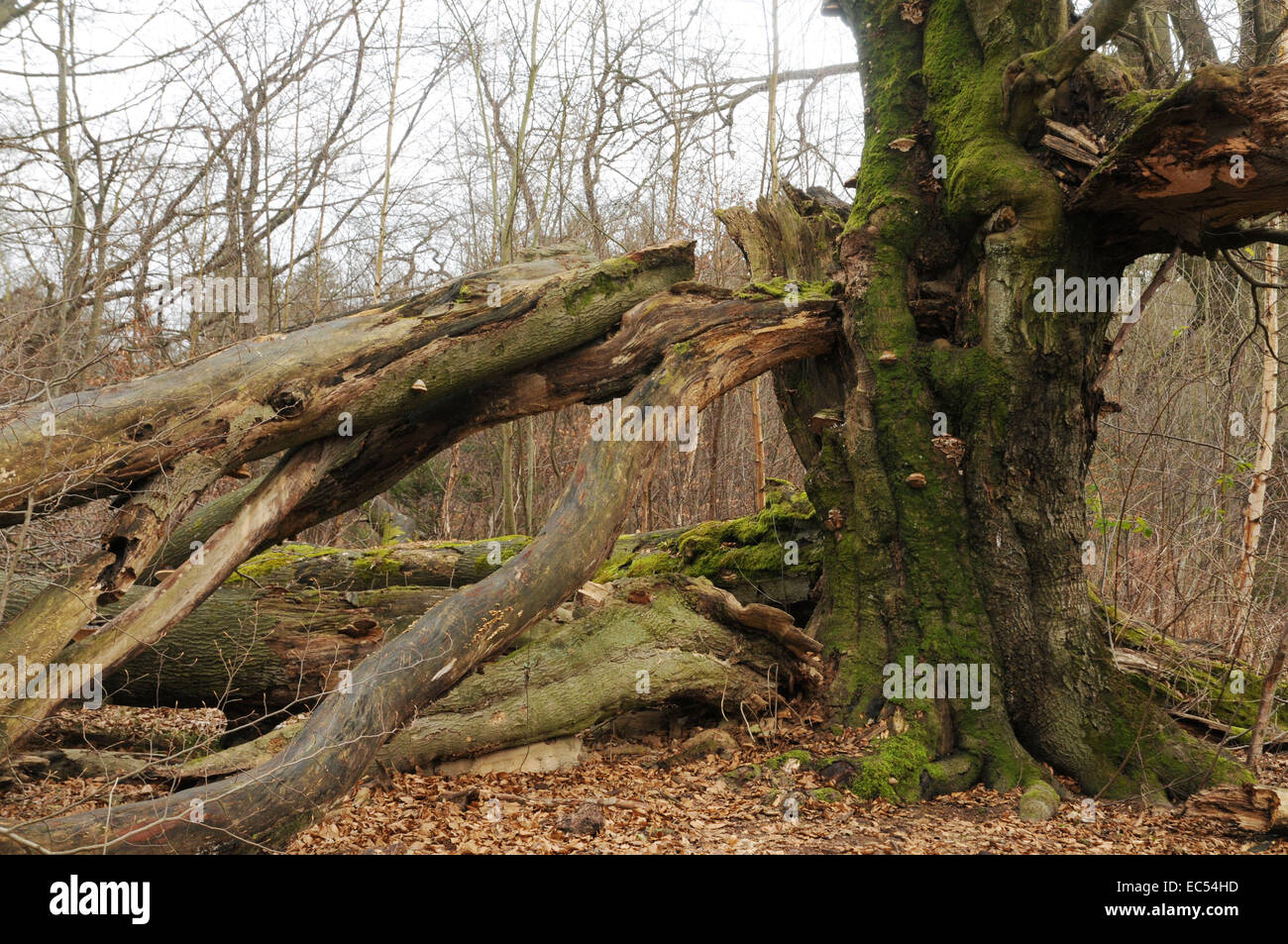 Wind break plants hi-res stock photography and images - Alamy