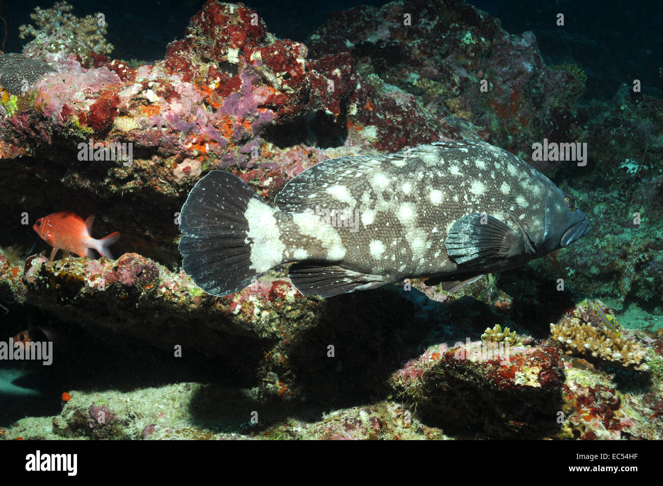 Malabar grouper hi-res stock photography and images - Alamy