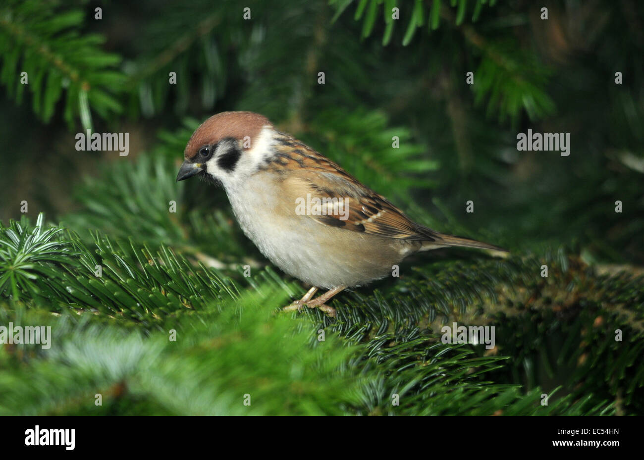 Sparrow eyes hi-res stock photography and images - Alamy