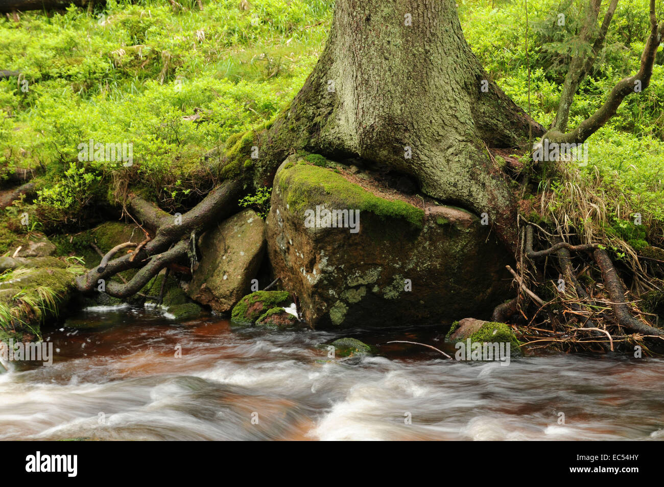 Root stones hi-res stock photography and images - Alamy