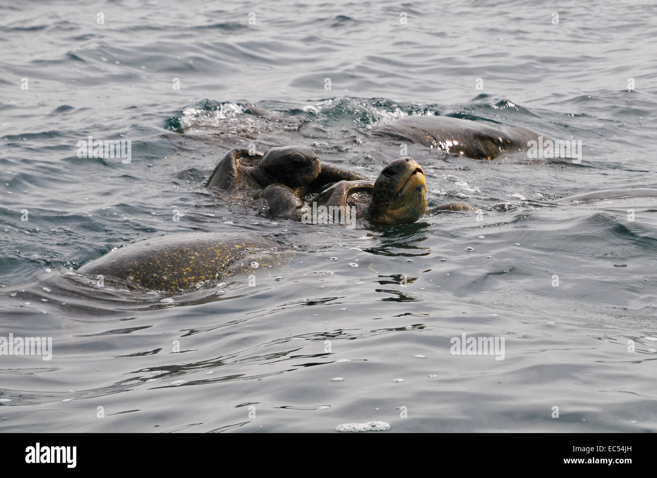 Mating sea turtles hi-res stock photography and images - Alamy
