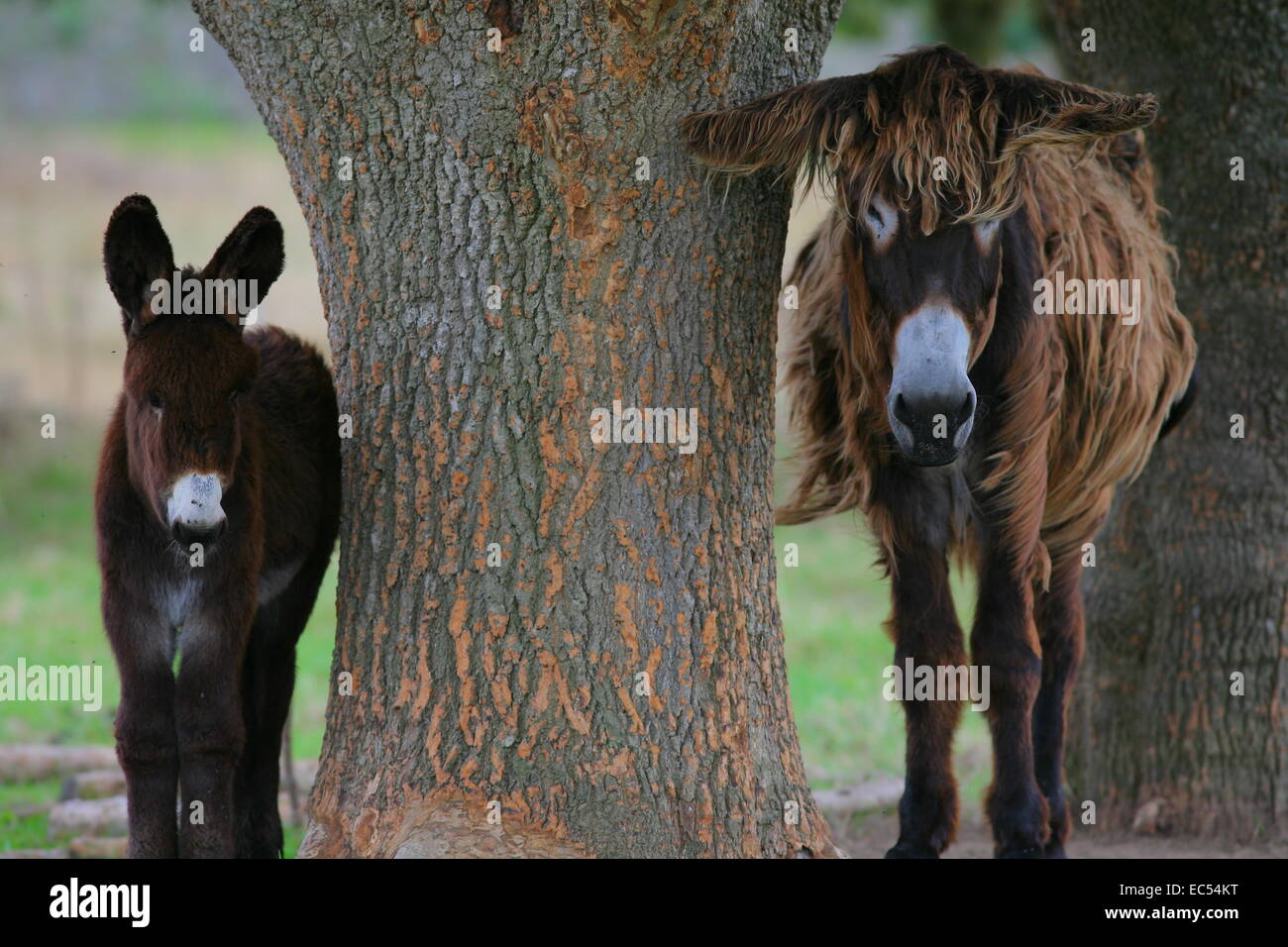 Two Donkeys stand by the Tree Stock Photo - Alamy
