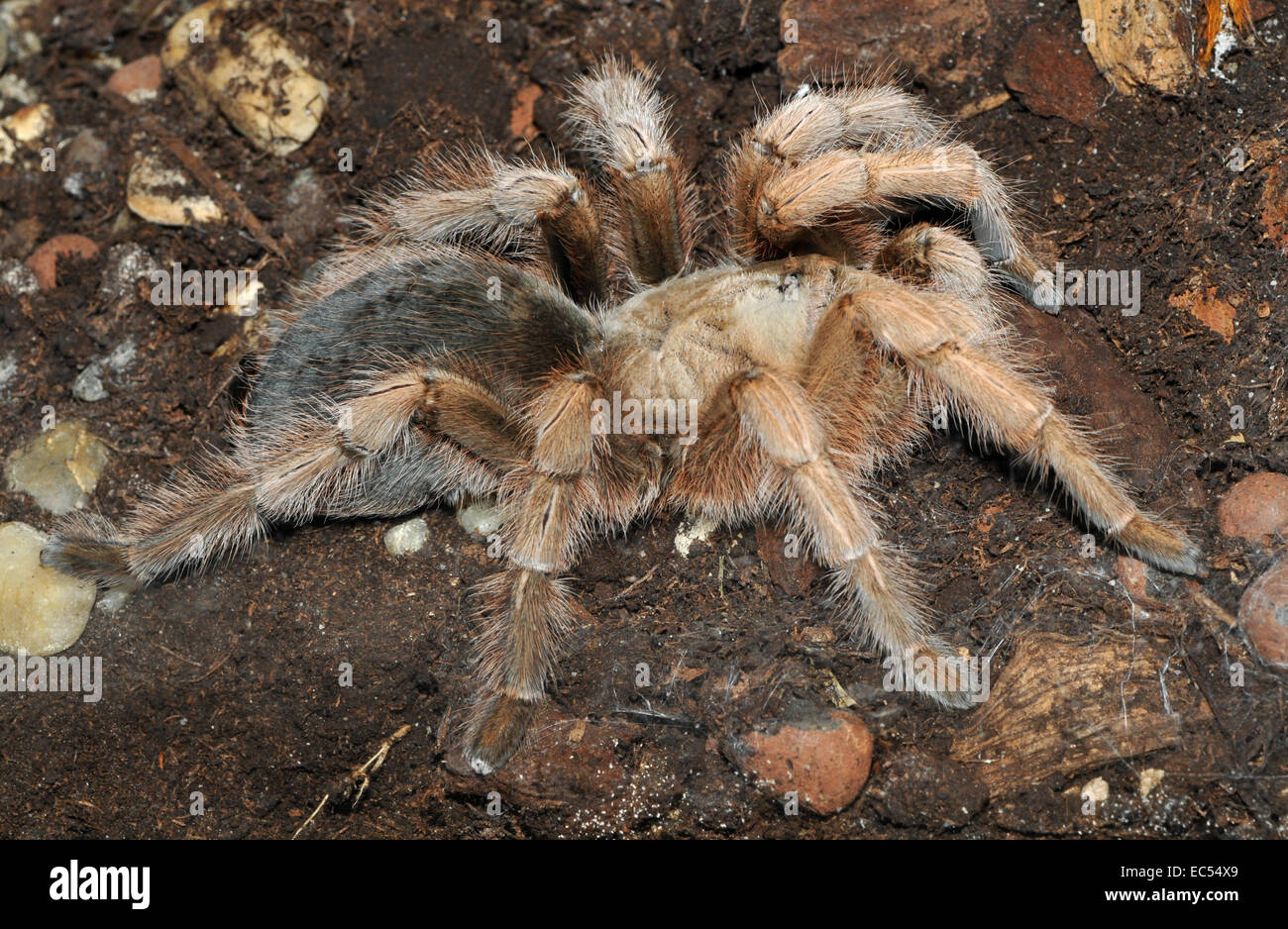 Goliath tarantula hi-res stock photography and images - Alamy