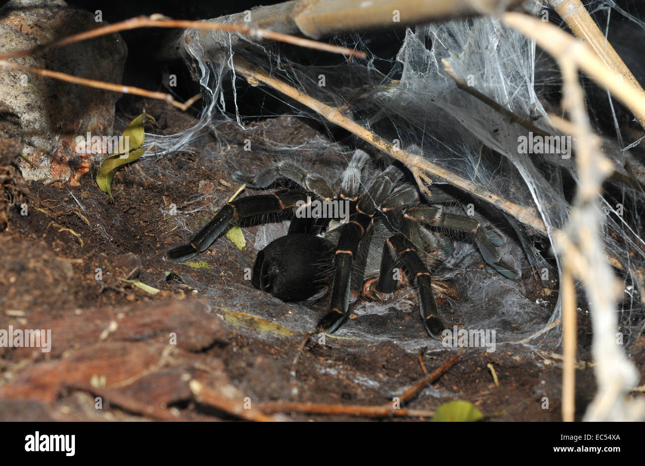 Bird spider weaves Stock Photo - Alamy