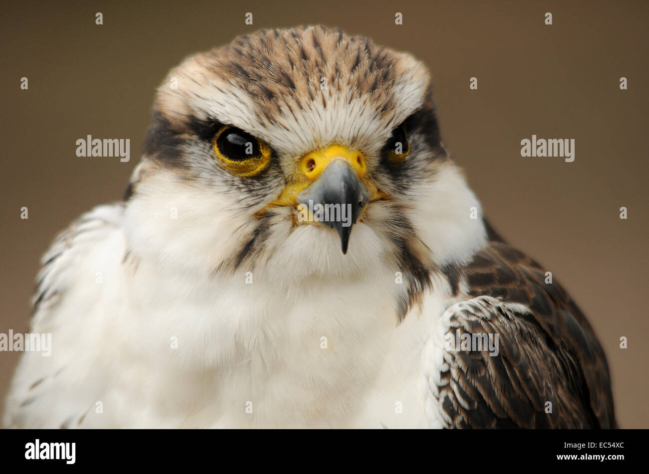 Young saker falcon falco hi-res stock photography and images - Alamy
