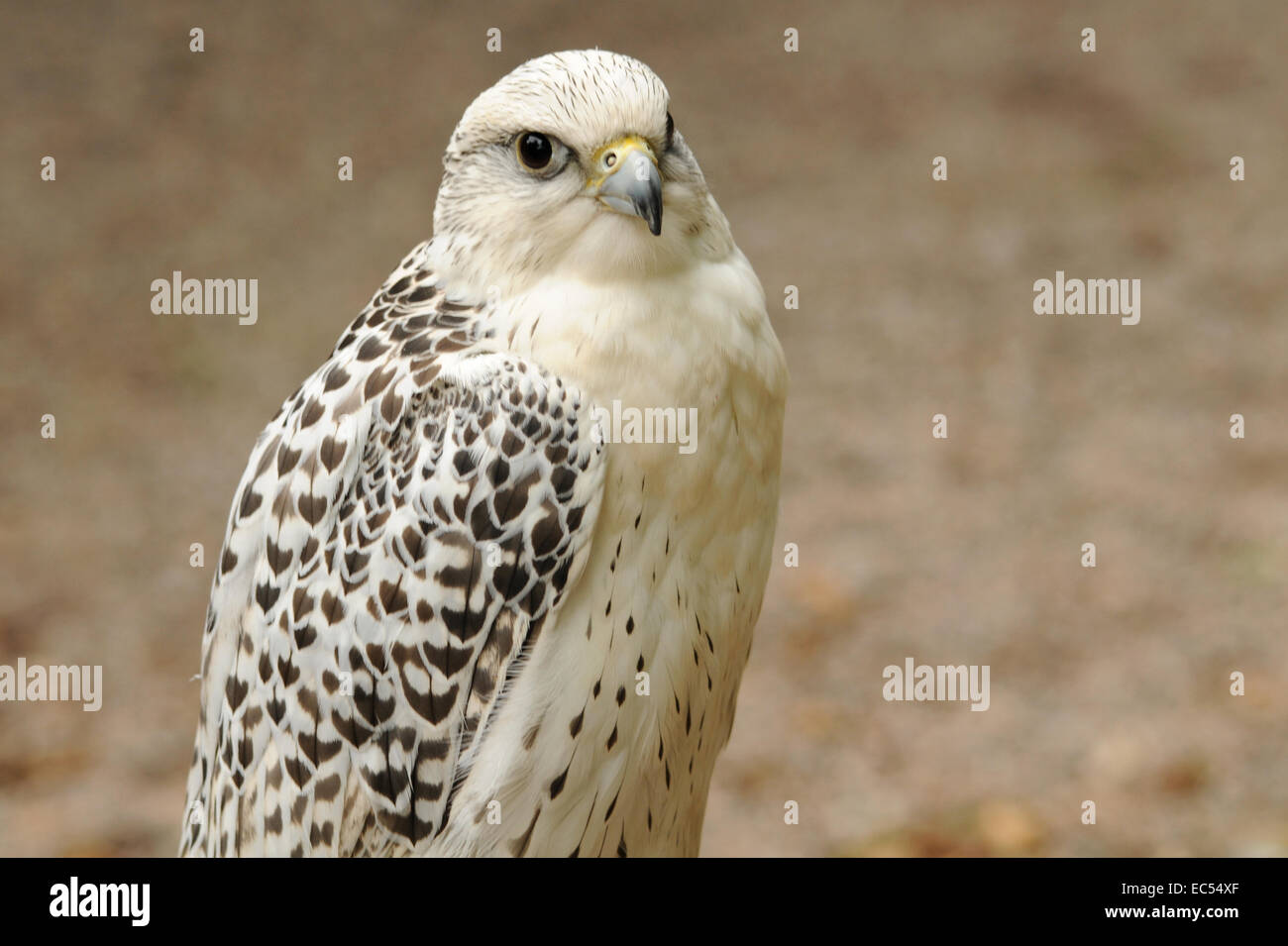 Gyrfalcon flight hi-res stock photography and images - Alamy