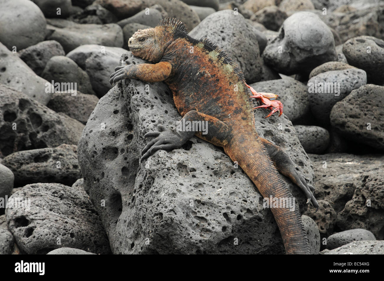 galapagos sea lizard Stock Photo - Alamy