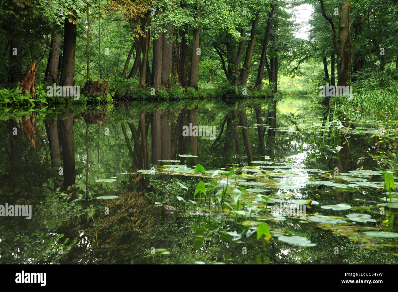 Spreeforest hi-res stock photography and images - Alamy