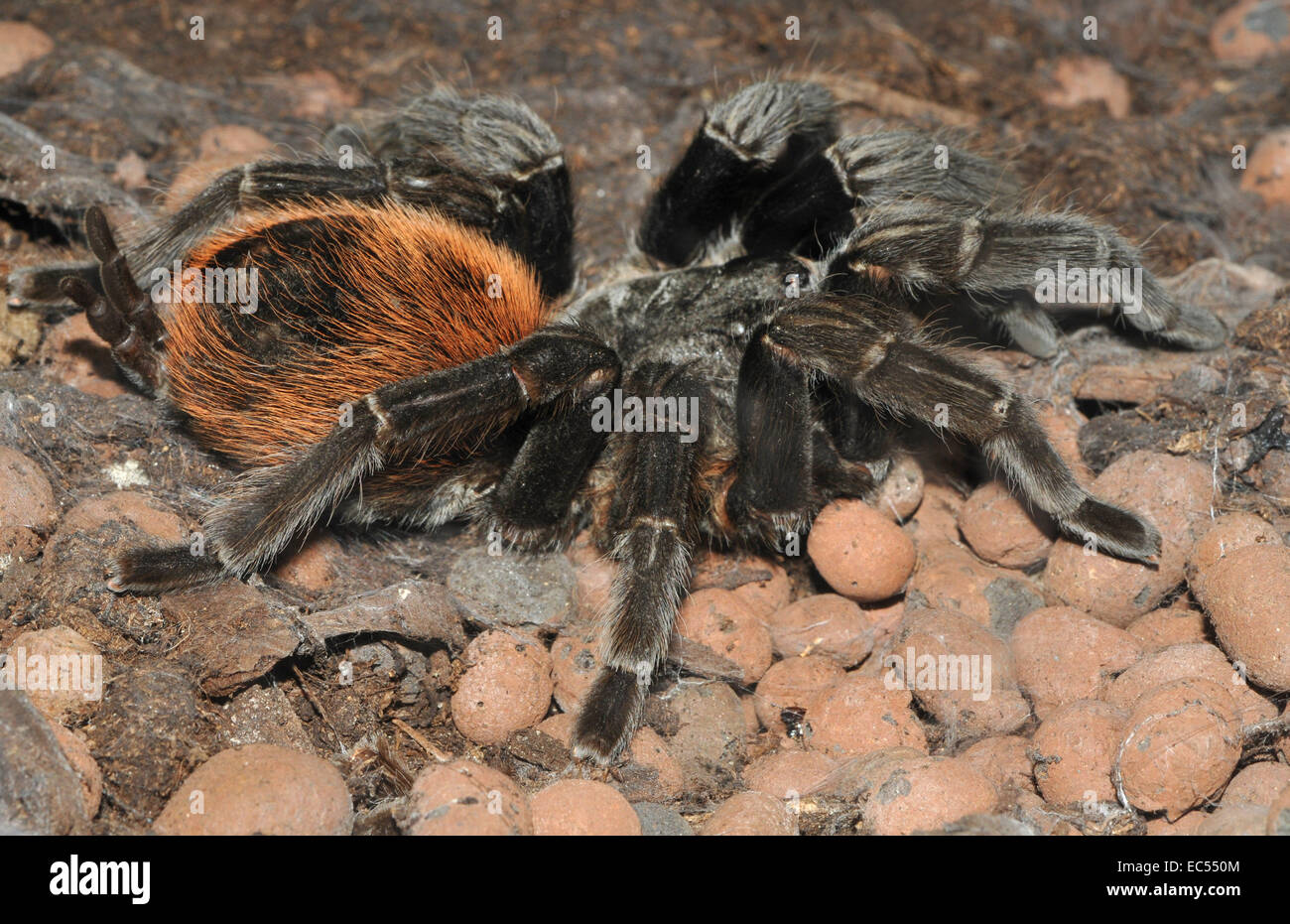 Goliath spider hi-res stock photography and images - Alamy