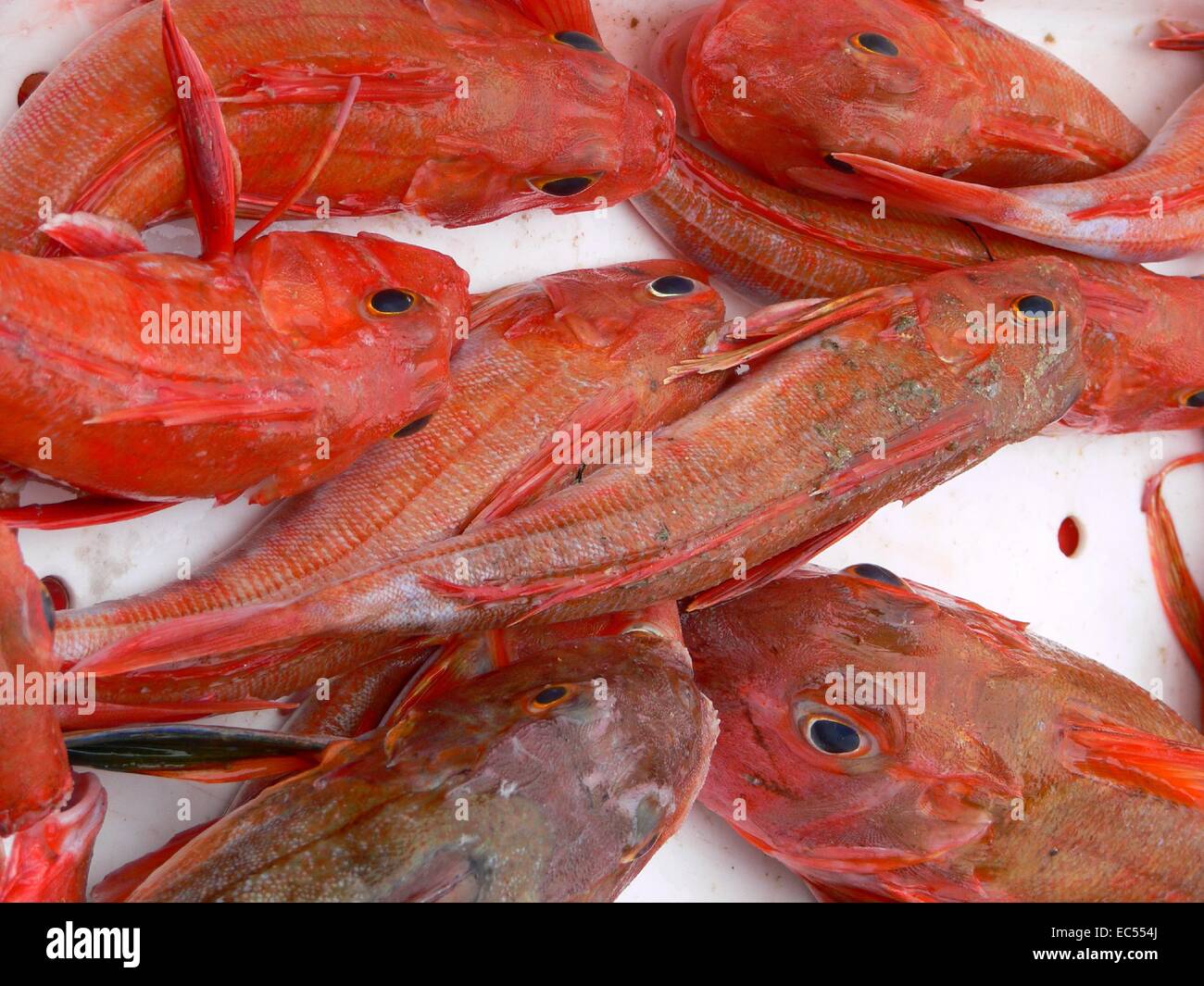 Rosefish High Resolution Stock Photography and Images - Alamy