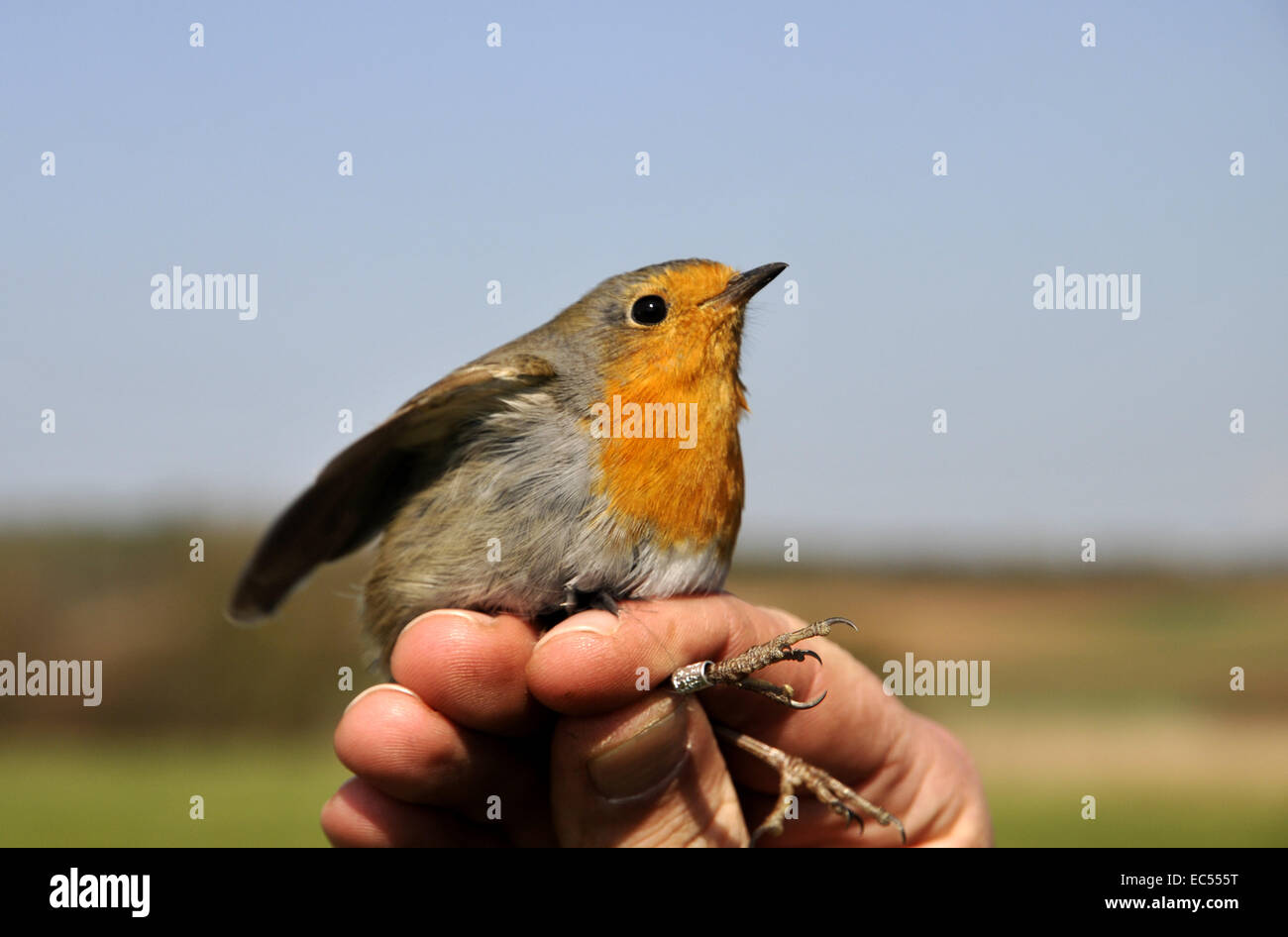 Bird identification guides hi-res stock photography and images - Alamy