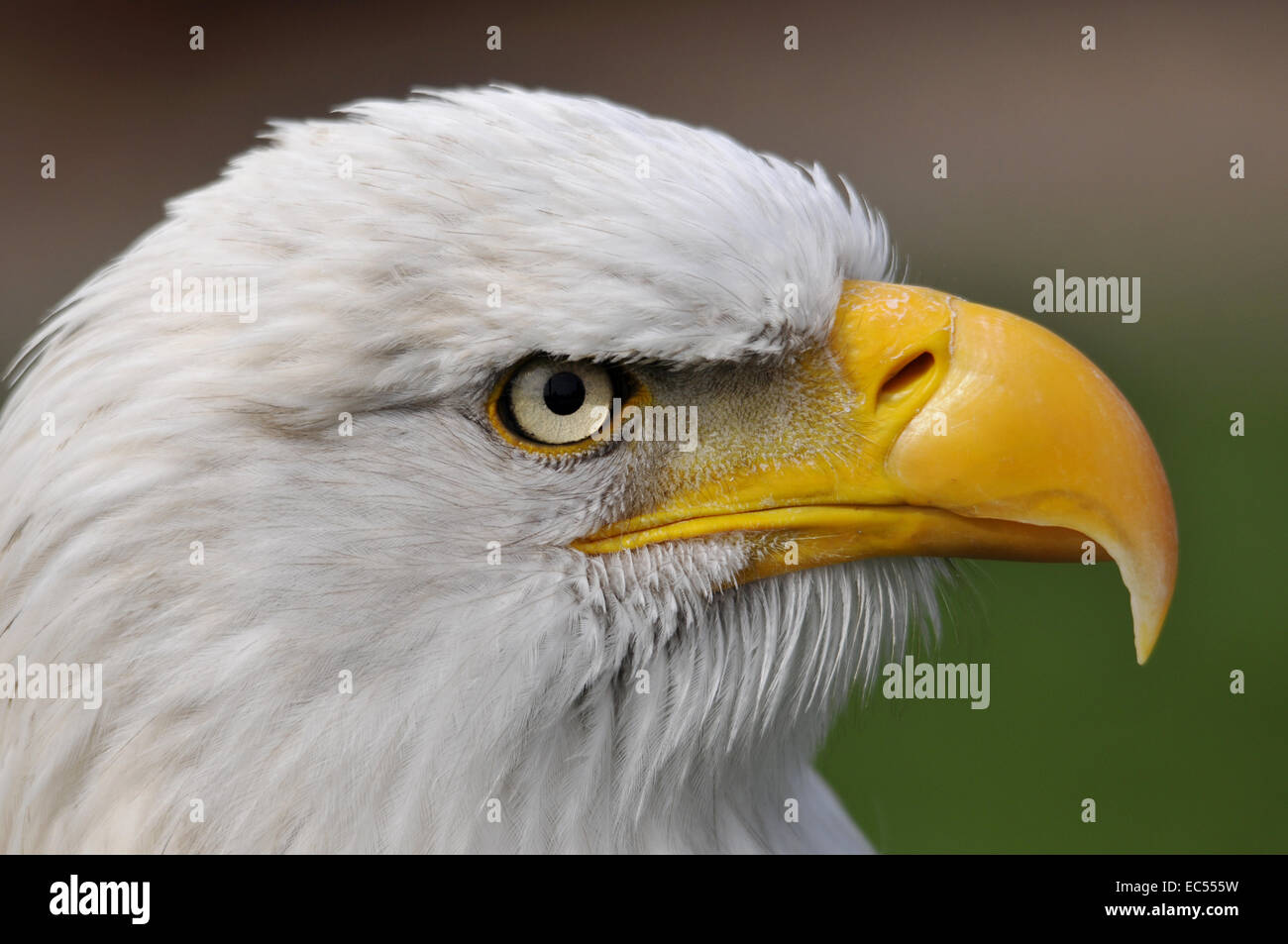 white head eagle Stock Photo - Alamy