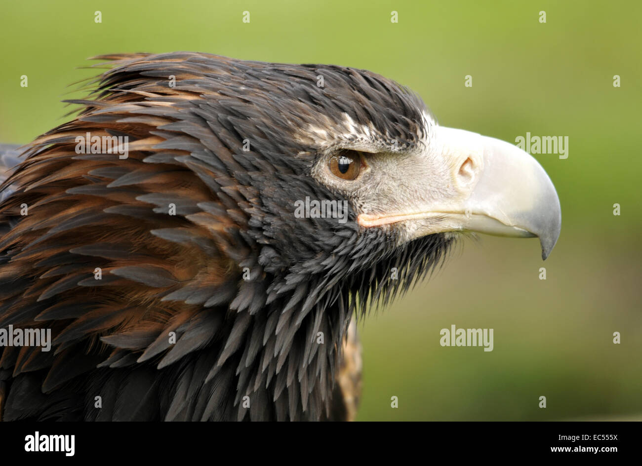 Wedge head hi-res stock photography and images - Alamy