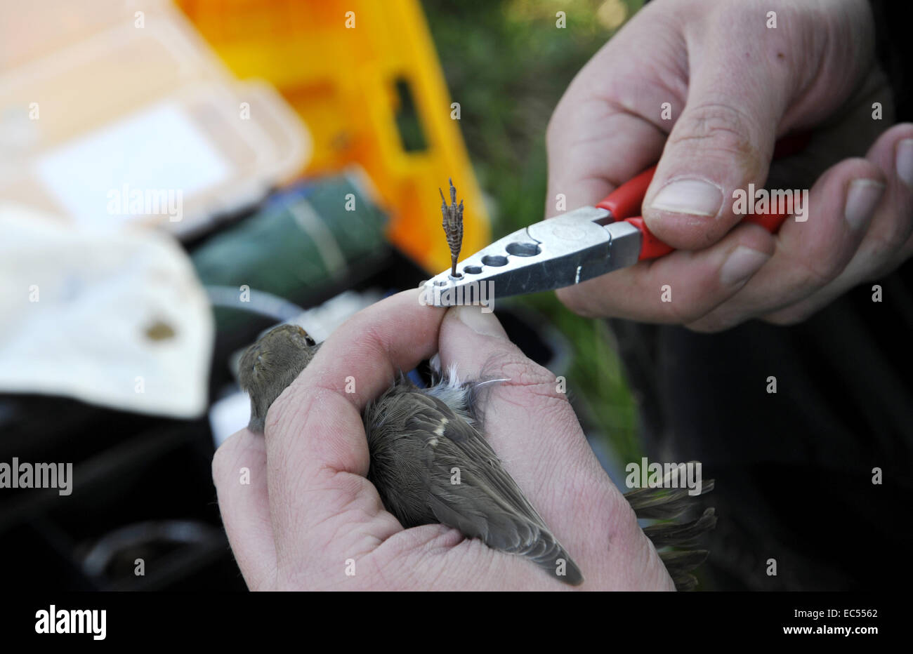 Bird identification guides hi-res stock photography and images - Alamy